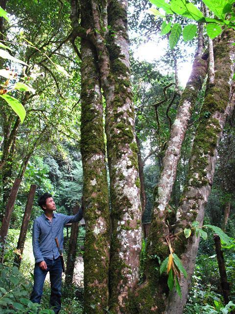 The world's oldest wild tea tree - Teaurchin